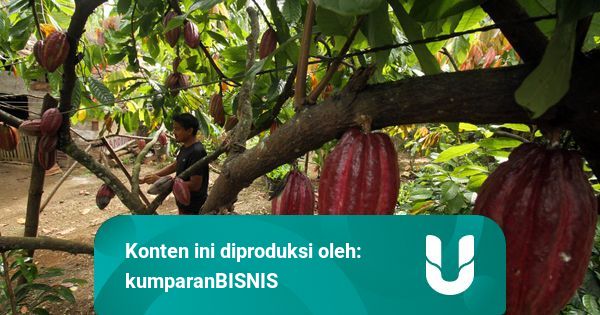Pengusaha Cokelat Ini Sukses Berdayakan Petani Kakao di Kulon Progo ...