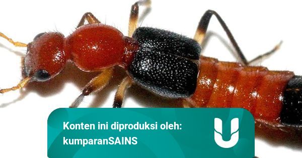 Benarkah 'Semut Charlie' atau Tomcat Berbahaya bagi Manusia? | kumparan.com