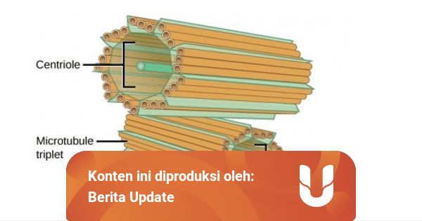Pengertian Sentriol dan Fungsinya dalam Pembelahan Sel | kumparan.com