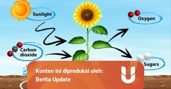 Fotosintesis pada Tumbuhan: Mengenal Proses dan Reaksinya | kumparan.com