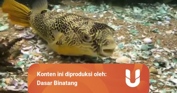 Viral Kekuatan Gigi Ikan Buntal Menggigit Kerang, Ternyata Ini ...