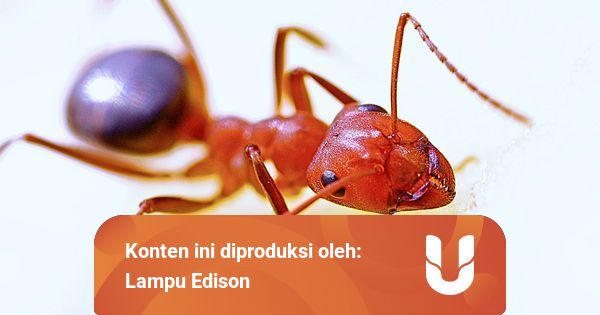 Mengenal Karakteristik dan Aktivitas dari Semut Rangrang | kumparan.com