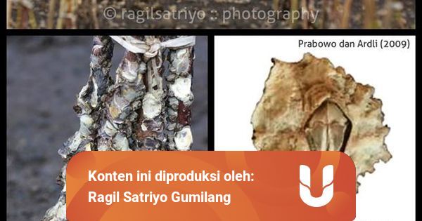 TERITIP | kumparan.com