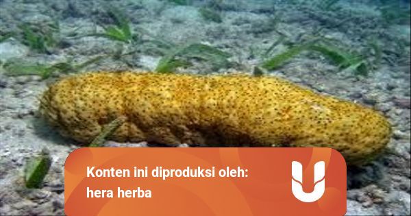 Kamu tau apa itu Gamat Emas ? | kumparan.com