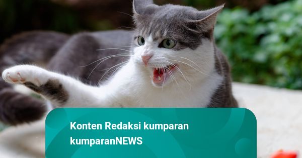 Animal Defender: Kucing Dipaksa Merokok, 2023 Tahun Terburuk Penyiksaan ...
