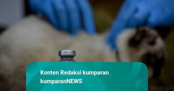 Kasus Rabies di Bali Meluas, Kera hingga Sapi Terjangkit | kumparan.com