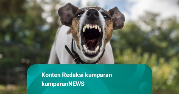 Kemenkes: 8 Provinsi Bebas Rabies, 25 Jadi Daerah Endemi | kumparan.com