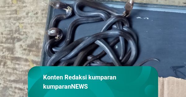 Daftar Rumah Sakit di Jakarta Penyedia Serum Anti-Bisa Ular | kumparan.com