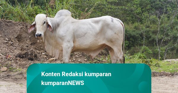 Mengenal Sapi Brahman yang Jadi Hewan Kurban Sri Mulyani | kumparan.com