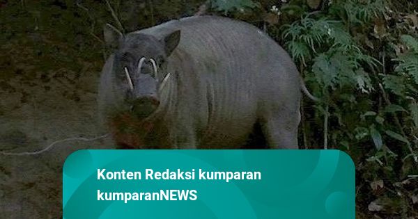 Bukan Mitos, ini Penampakan Nyata Babi Rusa di Pulau Buru, Maluku ...