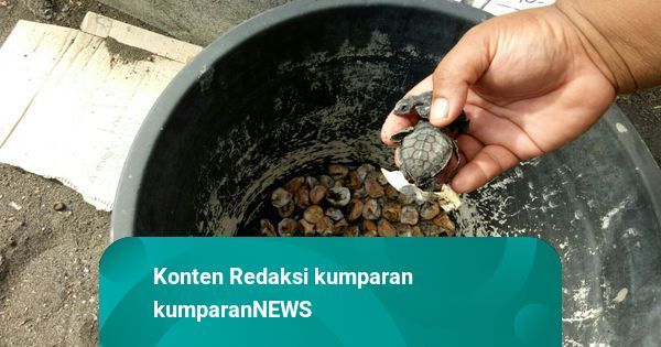 Ancaman Penyu Kini: Manusia dan Sampah Plastik | kumparan.com