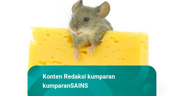 Benarkah Tikus Suka Keju seperti di Film Kartun Tom and Jerry ...