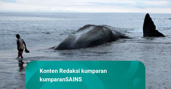 Ilmuwan Temukan ‘Emas Mengambang’ dalam Perut Paus Senilai Rp 8,3 ...