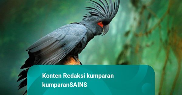 Kakaktua Raja, Jago Main Drum Buat Goda Sang Betina | kumparan.com
