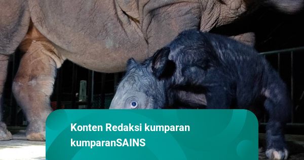Anak Badak Sumatra Jantan Lahir di TN Way Kambas, Bayi Kedua di 2023 ...