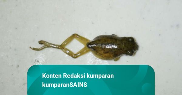 Bukan Tambah Besar, Kecebong Raksasa Ini Malah Berubah Jadi Katak Kecil ...