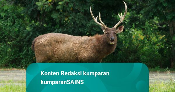Penyakit ‘Rusa Zombie’ Merebak, Apa yang Sebaiknya Manusia Lakukan ...