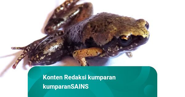 Melihat Katak Mini Spesies Baru dari Sumatra Selatan | kumparan.com