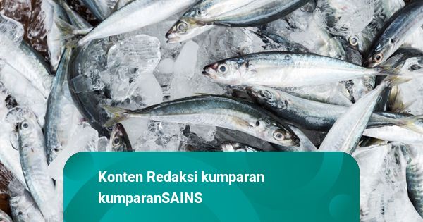 Ini Bukan Fiksi, Fenomena Aneh Hujan Ikan Terjadi di Honduras Setiap ...