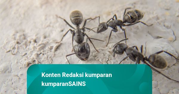 Mengenal Hari Semut Terbang, Musim Jutaan Semut Terbang Serbu Inggris ...