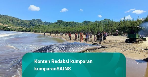 5 Hewan Terbesar di Bumi yang Masih Hidup hingga Sekarang | kumparan.com