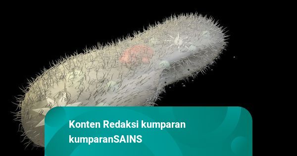 Amuba Pemakan Otak Muncul dan Ancam Manusia, Begini Faktanya | kumparan.com