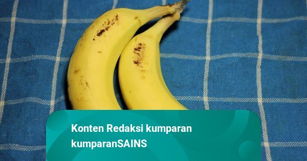 Pisang Terbesar di Dunia Ada di Indonesia, Begini Penampakannya ...