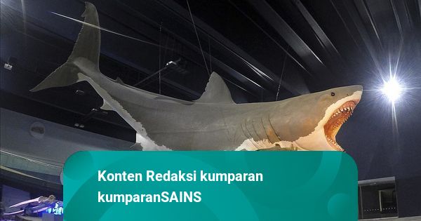 7 Fakta Hiu Megalodon Raksasa yang Bisa Bikin Kamu Tercengang ...