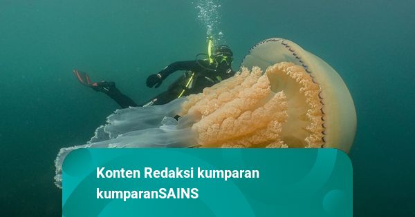 Ubur-ubur Raksasa Langka Ditemukan di Inggris | kumparan.com