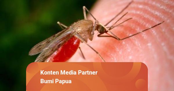 Obat Malaria di Kabupaten Jayapura Menipis | kumparan.com
