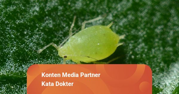 Ciri-Ciri Digigit Tungau dan Cara Mengatasinya | kumparan.com