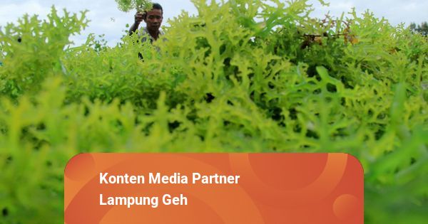 Perdana, Rumput Laut Olahan UMKM Tanggamus Diekspor ke Vietnam ...