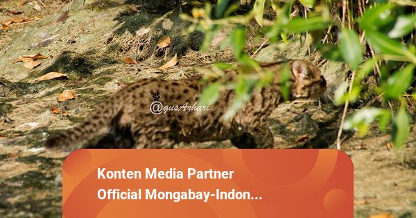 Kucing Bakau Terpantau di Hutan Mangrove Wonorejo, Bagaimana ...