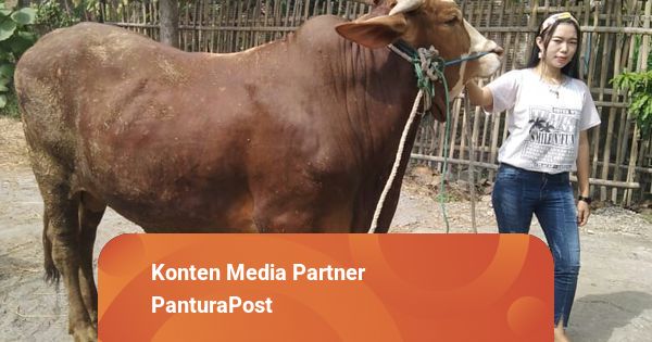 Sejak Kecil Diajak Angon Wedus, Ibu Muda itu Kini Jadi Juragan Sapi ...