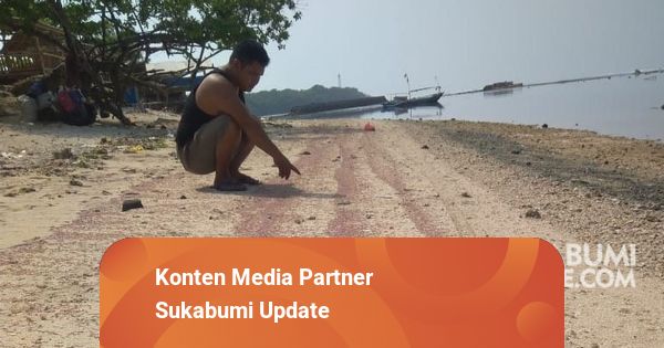 Bangkai Diduga Cacing Laut Penuhi Pesisir Pantai Ujunggenteng Sukabumi ...