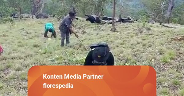 Hari Menanam Pohon, 500 Pohon Ampupu Ditanam di Kawasan Hutan Lindung ...