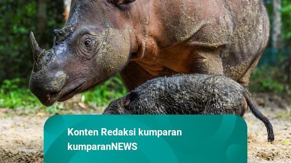 Foto: Bayi Badak Sumatera Berjenis Kelamin Betina Lahir di Way Kambas ...