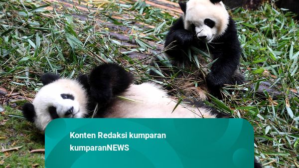 Setelah Kebun Binatang Ditutup, Panda di Hong Kong Akhirnya Mau Kawin ...