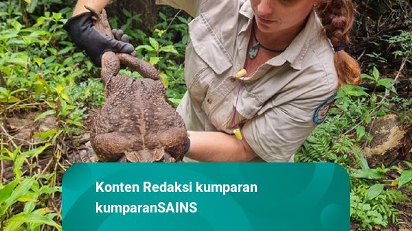 Kodok Monster Seberat 2,7 Kilogram Ditemukan, Ini Penampakannya ...