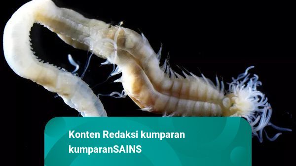 Spesies Baru Cacing Hantu Ditemukan, Wujudnya Mirip Setan Mitos Jepang ...