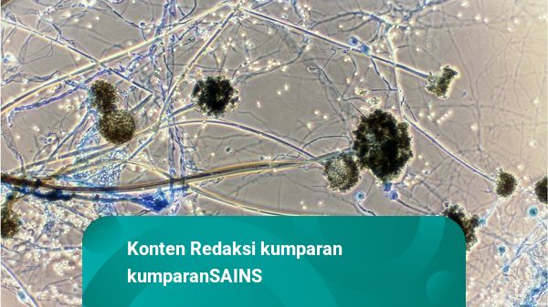 Daftar Patogen Jamur Paling Berbahaya Versi WHO | kumparan.com