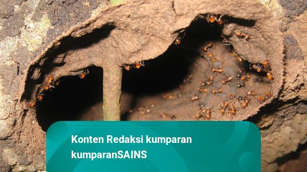 Ini Bedanya Rayap dan Laron: Kisah Hewan yang Harus Mati Jika Jomblo ...