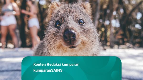 Mengenal Quokka, Hewan yang Murah Senyum | kumparan.com