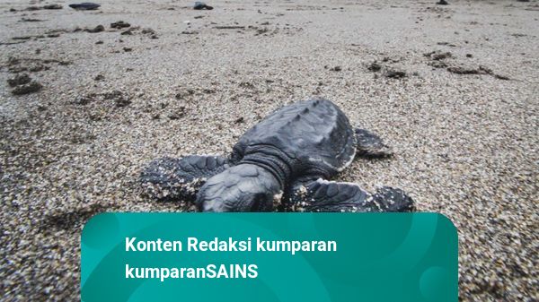 Bayi Penyu Ditemukan Mati dengan 104 Potongan Plastik di Perutnya ...