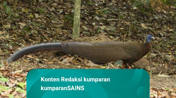 Ini Kuau Raja, Burung Raksasa Sumatera dengan '100 Mata' Tersembunyi ...