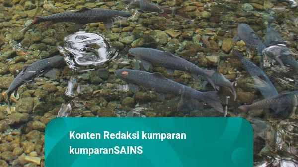 Mengenal Ikan Dewa, Hewan Keramat yang Mati Massal di Cibulan ...
