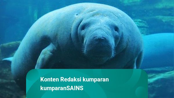 Nenek Moyang Sapi Laut Ternyata Pernah Hidup di Gurun Mesir | kumparan.com