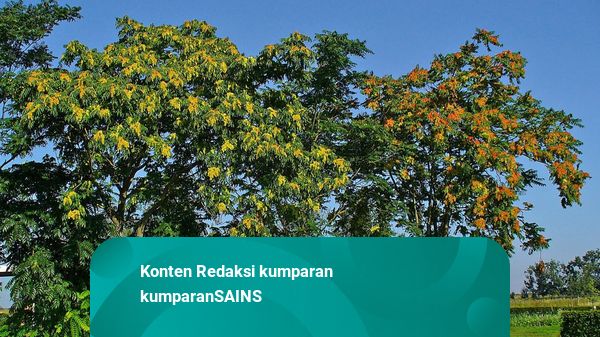 Tumbuhan Ini Dijuluki Pohon Surga dan Neraka, Indah tapi Mematikan ...