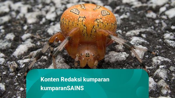 Melihat Laba-laba ‘Halloween’ dengan Tubuh Mirip Labu | kumparan.com