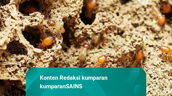Penjelasan Ilmiah di Balik Transformasi Rayap Jadi Laron | kumparan.com